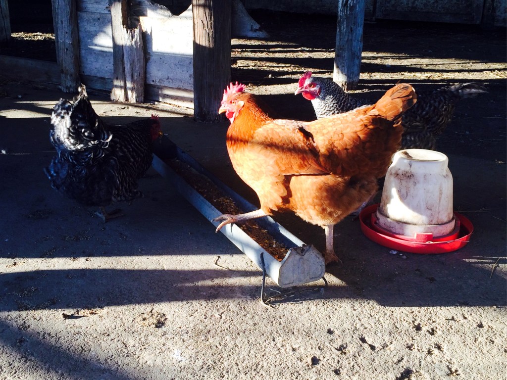 Stubborn Hens | The Clucky Hen